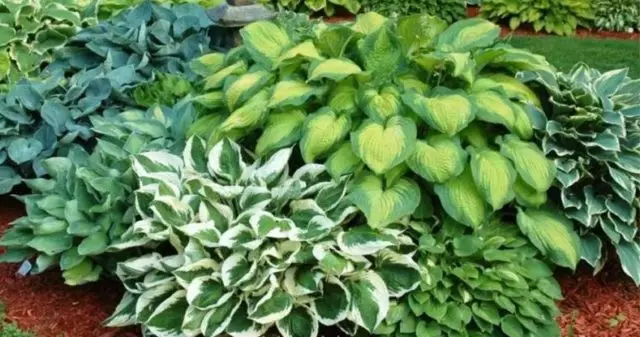 Hva slags hosta kan plantes i solen: solelskende varianter + foto 320_1