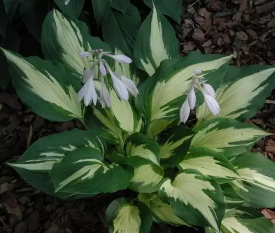 Hva slags hosta kan plantes i solen: solelskende varianter + foto 320_10