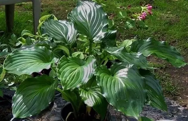 Hva slags hosta kan plantes i solen: solelskende varianter + foto 320_13