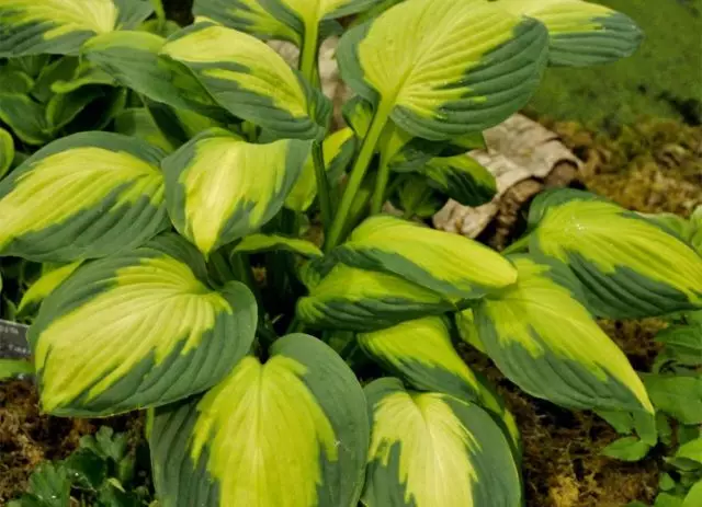 Hva slags hosta kan plantes i solen: solelskende varianter + foto 320_14