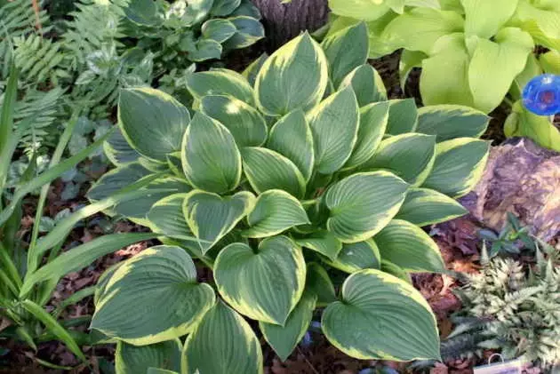 Hva slags hosta kan plantes i solen: solelskende varianter + foto 320_17