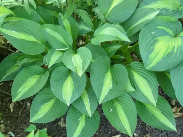 Hva slags hosta kan plantes i solen: solelskende varianter + foto 320_18