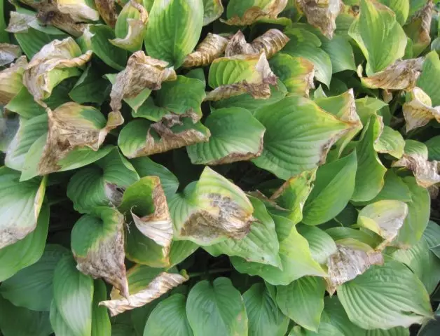 Hva slags hosta kan plantes i solen: solelskende varianter + foto 320_22