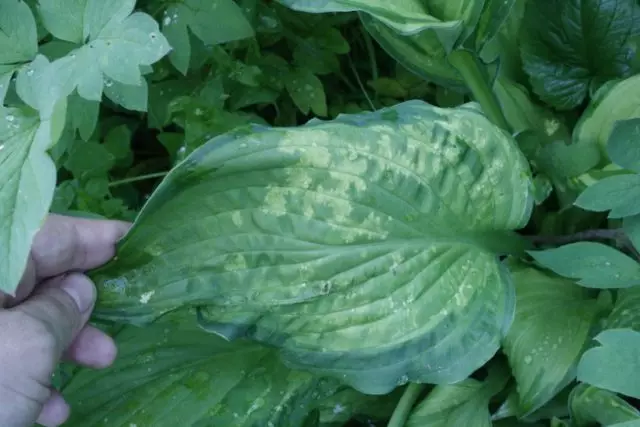 Hva slags hosta kan plantes i solen: solelskende varianter + foto 320_24