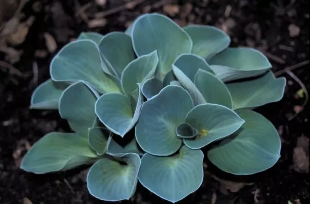 Hva slags hosta kan plantes i solen: solelskende varianter + foto 320_3