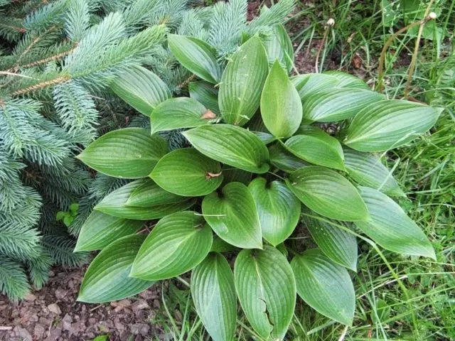 Wéi eng Hosta kann an der Sonn gepflanzt ginn: Sonneliewend Varietéiten + Foto 320_5