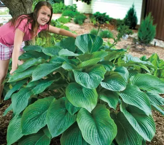 Hva slags hosta kan plantes i solen: solelskende varianter + foto 320_7