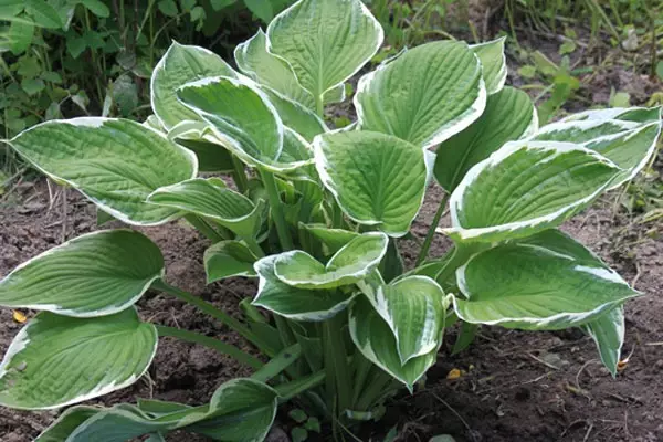 Wéi eng Hosta kann an der Sonn gepflanzt ginn: Sonneliewend Varietéiten + Foto 320_9