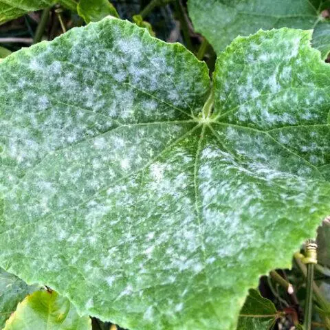 Cucumber Alex F1: tuairisc ar éagsúlacht, grianghraif, léirmheasanna, plandáil agus cúram 3211_5