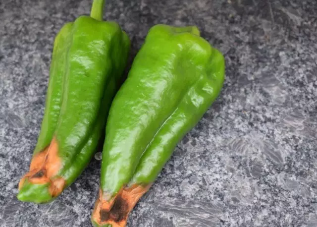 Kopffäule an Paprika im Gewächshaus und im Freiland: Bekämpfung, Behandlung 3229_2