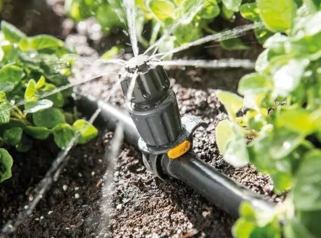 Sau nawa ake shayar da barkono a cikin polycarbonate greenhouse: bayan dasa, a watan Yuli, a watan Agusta 3234_11