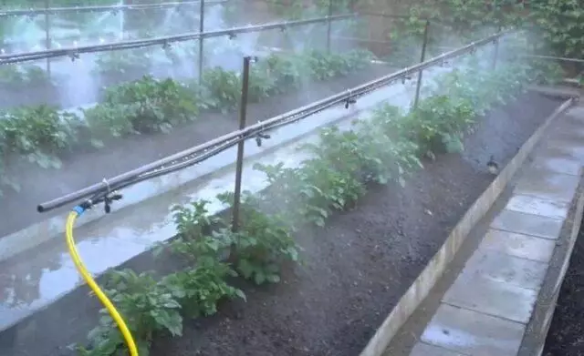 Sau nawa ake shayar da barkono a cikin polycarbonate greenhouse: bayan dasa, a watan Yuli, a watan Agusta 3234_12