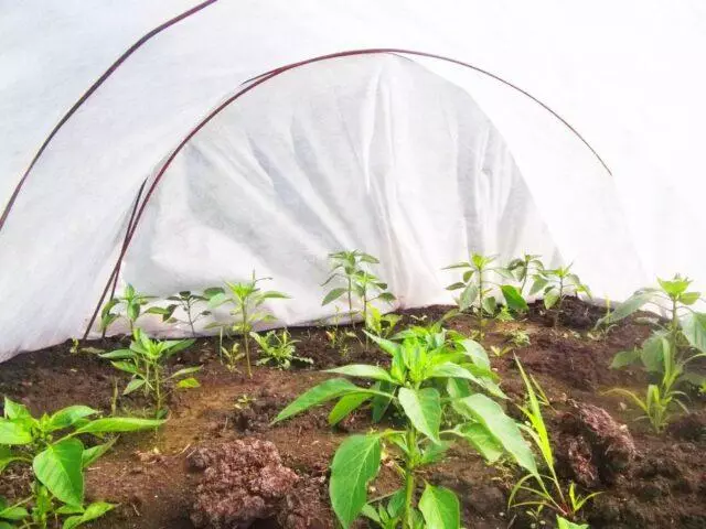 Sau nawa ake shayar da barkono a cikin polycarbonate greenhouse: bayan dasa, a watan Yuli, a watan Agusta 3234_15