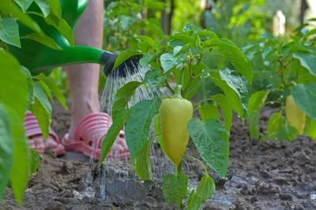 Sau nawa ake shayar da barkono a cikin polycarbonate greenhouse: bayan dasa, a watan Yuli, a watan Agusta 3234_2