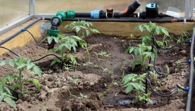 Sau nawa ake shayar da barkono a cikin polycarbonate greenhouse: bayan dasa, a watan Yuli, a watan Agusta 3234_3