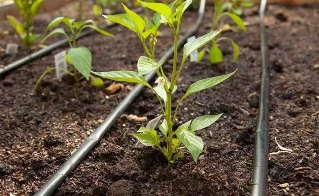 पॉली कार्बोनेट ग्रीनहाऊसमध्ये किती वेळा मिरचीला पाणी द्यावे: लागवड केल्यानंतर, जुलैमध्ये, ऑगस्टमध्ये 3234_6