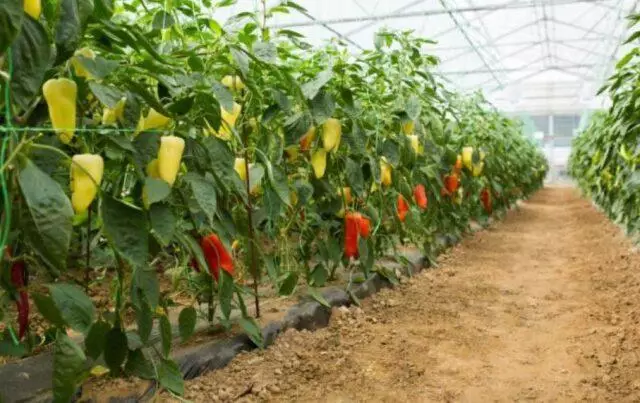 Sau nawa ake shayar da barkono a cikin polycarbonate greenhouse: bayan dasa, a watan Yuli, a watan Agusta 3234_7