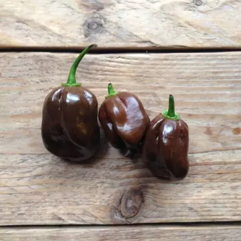 Habanero-peper: thuis groeien, foto, scherpte op de Scoville-schaal 3235_10