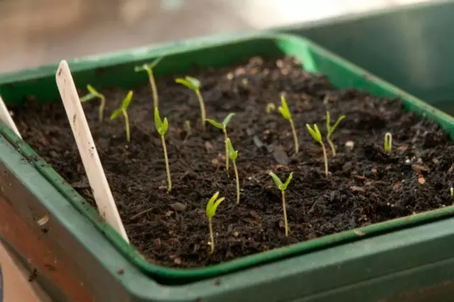 Habanero-peper: thuis groeien, foto, scherpte op de Scoville-schaal 3235_11