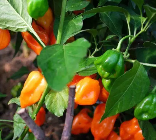 Habanero mhiripiri: kukura pamba, pikicha, pungency pachikero cheScoville 3235_2