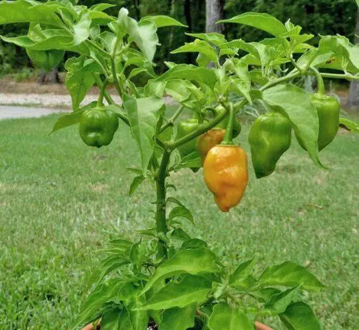 pepperາກພິກໄທ Habanero: ເຕີບໃຫຍ່ຢູ່ເຮືອນ, ຮູບພາບ, ຄວາມຮຸນແຮງຢູ່ໃນລະດັບ Scoville 3235_3