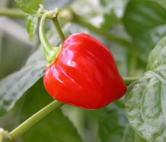 Habanero Peffer: doheem wuessen, Foto, Pungenz op der Scoville Skala 3235_6