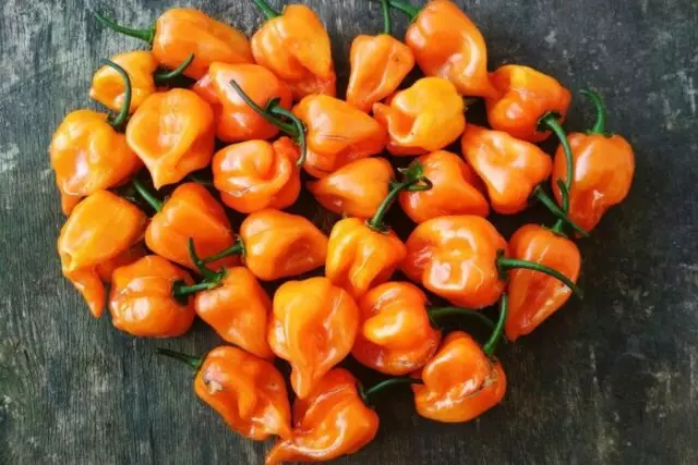 Piobar Habanero: ag fás sa bhaile, grianghraf, pungency ar scála Scoville 3235_8