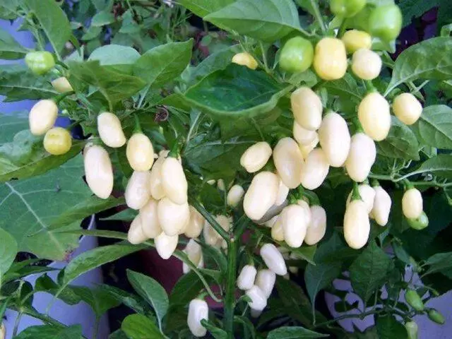 Ata Habanero: dagba ni ile, fọto, pungency lori iwọn Scoville 3235_9