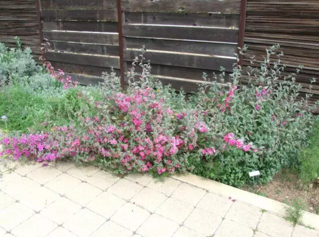 Clarkia: foto af blomster i et blomsterbed, dyrkning, foto og beskrivelse af, hvor det vokser 323_12