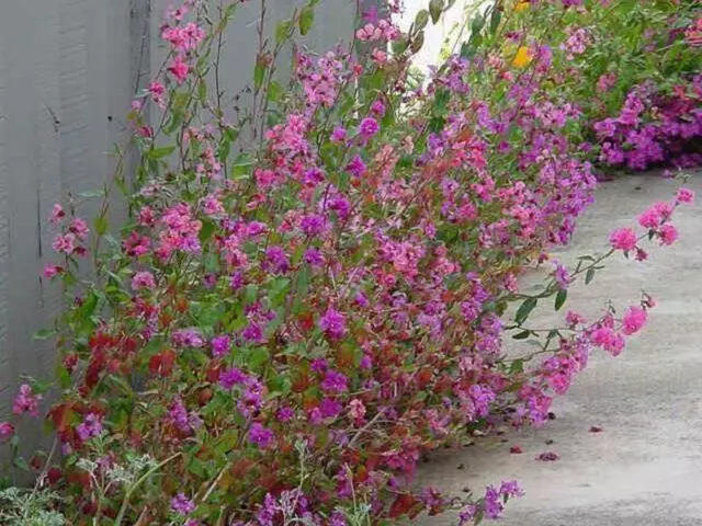 Clarkia: foto af blomster i et blomsterbed, dyrkning, foto og beskrivelse af, hvor det vokser 323_13