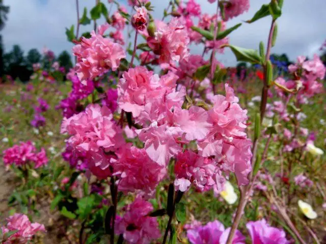 Clarkia: foto af blomster i et blomsterbed, dyrkning, foto og beskrivelse af, hvor det vokser 323_2