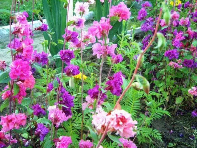 Clarkia: foto af blomster i et blomsterbed, dyrkning, foto og beskrivelse af, hvor det vokser 323_27