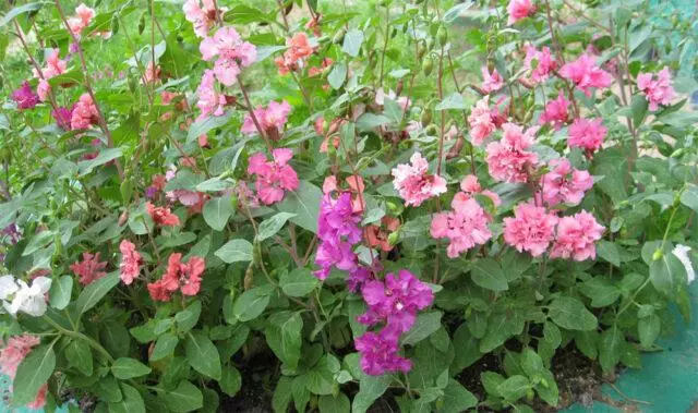 Clarkia: foto af blomster i et blomsterbed, dyrkning, foto og beskrivelse af, hvor det vokser 323_3