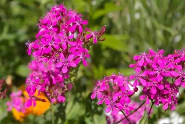 Clarkia: foto af blomster i et blomsterbed, dyrkning, foto og beskrivelse af, hvor det vokser 323_4