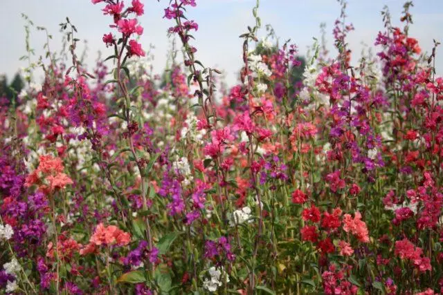 Clarkia: foto af blomster i et blomsterbed, dyrkning, foto og beskrivelse af, hvor det vokser 323_5