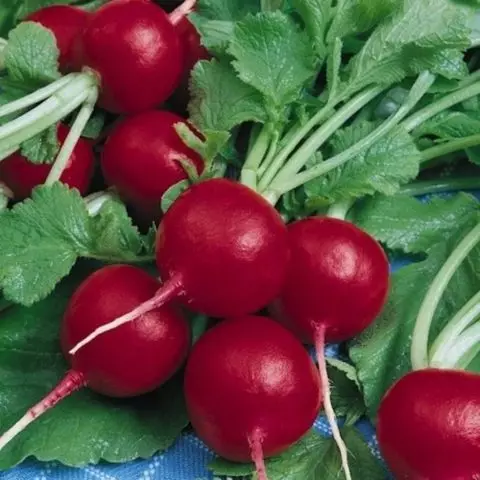 Radish Diego F1: ịkụ na nlekọta, ịkụ ihe 3242_1