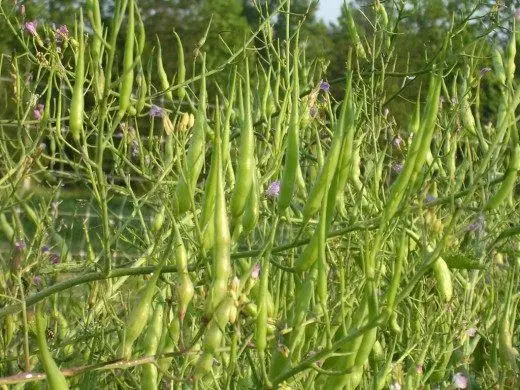 Javanese (pod) radish: cog thiab saib xyuas, cog qoob loo, txiaj ntsig thiab raug mob 3244_1