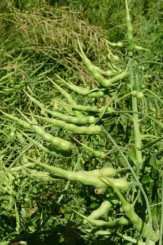 Javanese (pod) radish: cog thiab saib xyuas, cog qoob loo, txiaj ntsig thiab raug mob 3244_3