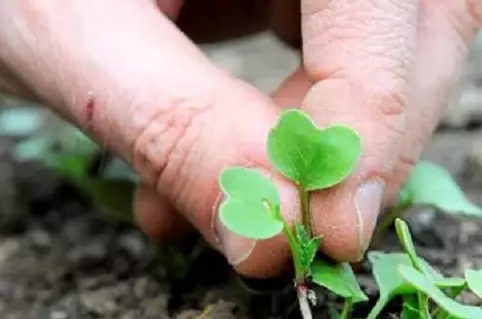 Watermeloenradijs: planten en verzorgen, kweken, voordelen en nadelen, gebruik bij het koken 3249_3