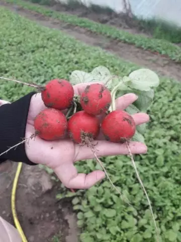 Как да се хранят (торят) репички: в началото на пролетта, за по -добра реколта, за бърз растеж, след поникване 3251_3