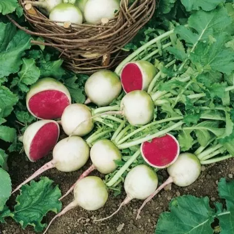 Watermelon radish: useful properties and contraindications 3258_6