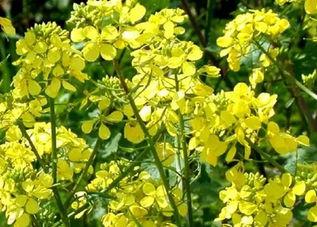 तेल मुळा (पॅनकेक आठवडा): फोटो, हिरव्या खताची पेरणी कधी करावी, कधी खणणे 3264_4