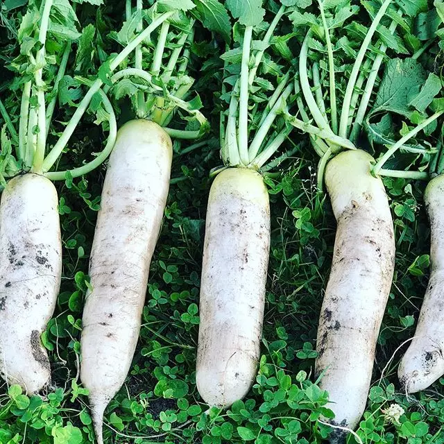 Daikon: ຜົນປະໂຫຍດແລະເປັນອັນຕະລາຍຕໍ່ຮ່າງກາຍ 3268_2