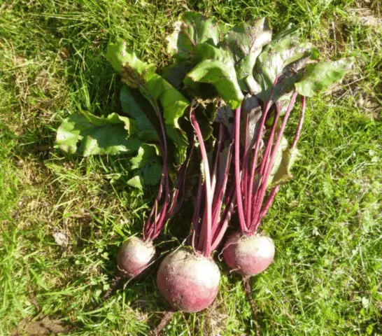 Beet Pablo F1: ລາຍລະອຽດແລະລັກສະນະຂອງແນວພັນ, ຮູບພາບ, ການທົບທວນຄືນຂອງຊາວສວນ, ການປູກ, ການດູແລ 3288_1