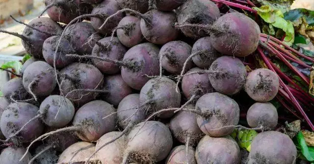 Beet Kestrel F1: deskripsi dan karakteristik varietas, foto, ulasan tukang kebun, hasil 3290_2