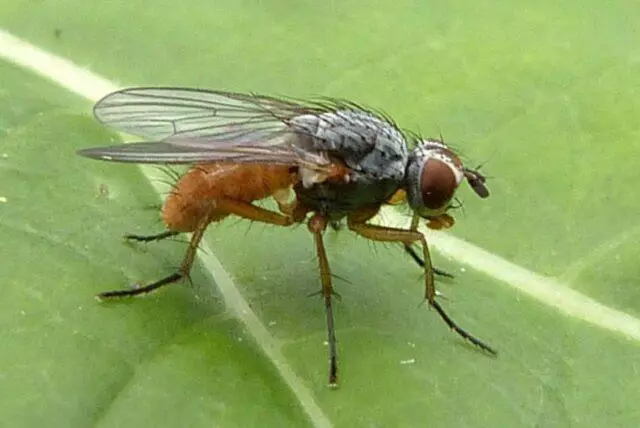 Beet Kestrel F1: deskripsi dan karakteristik varietas, foto, ulasan tukang kebun, hasil 3290_6