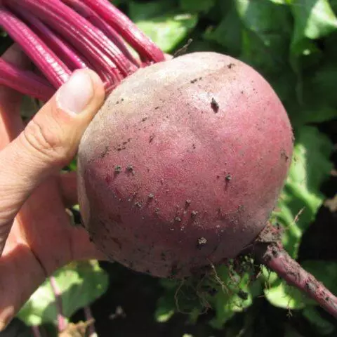 Detroit beets: kev piav qhia ntau yam, duab, tshuaj xyuas lub vaj, cog, saib xyuas, yees duab 3293_2