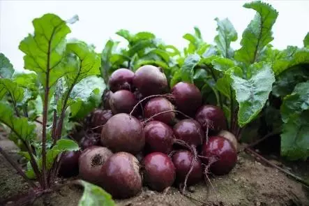 Detroit beets: kev piav qhia ntau yam, duab, tshuaj xyuas lub vaj, cog, saib xyuas, yees duab 3293_6