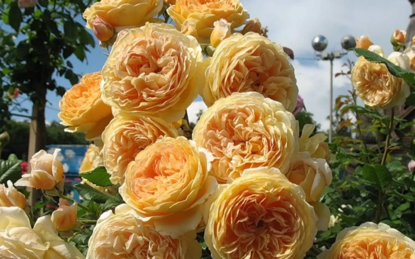 Rose Princess Margareta (ولیعهد مارگارتا ، ولیعهد مارگارت): عکس و توضیحات ، بررسی انواع پارک چای ترکیبی آستین