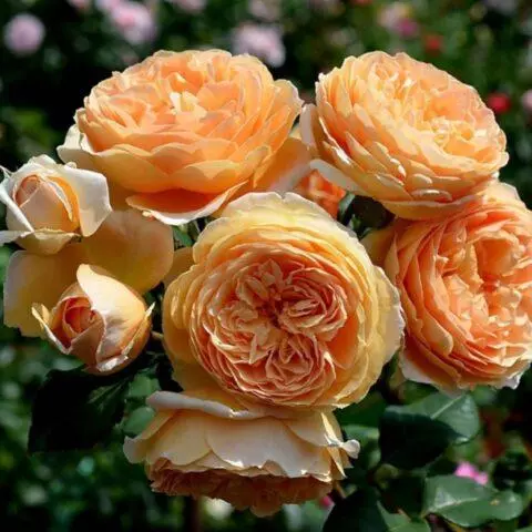 Rose Princess Margareta (Crown Princess Margareta, Crown Princess Margaret): poto sareng pedaran, ulasan ngeunaan Austin's hybrid tea park variety 329_2